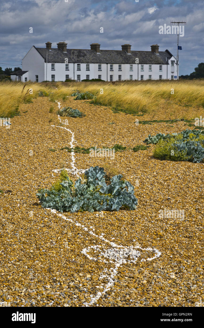 The Shingle Street Shell Line Stock Photo - Alamy
