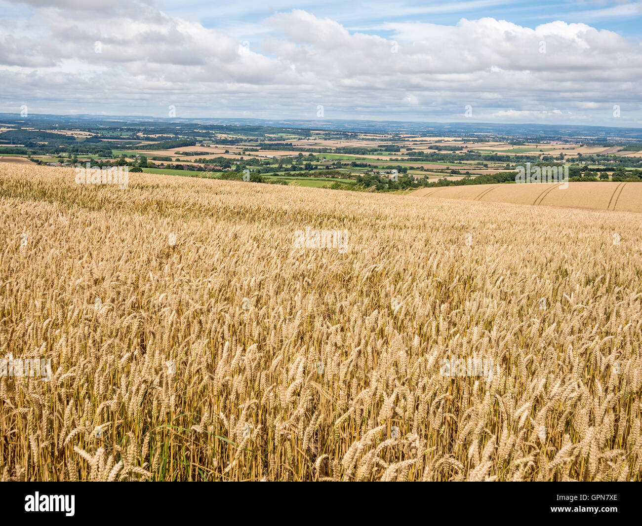 Wheat Crop growing on edge of Yorkshire Wolds UK Stock Photo - Alamy