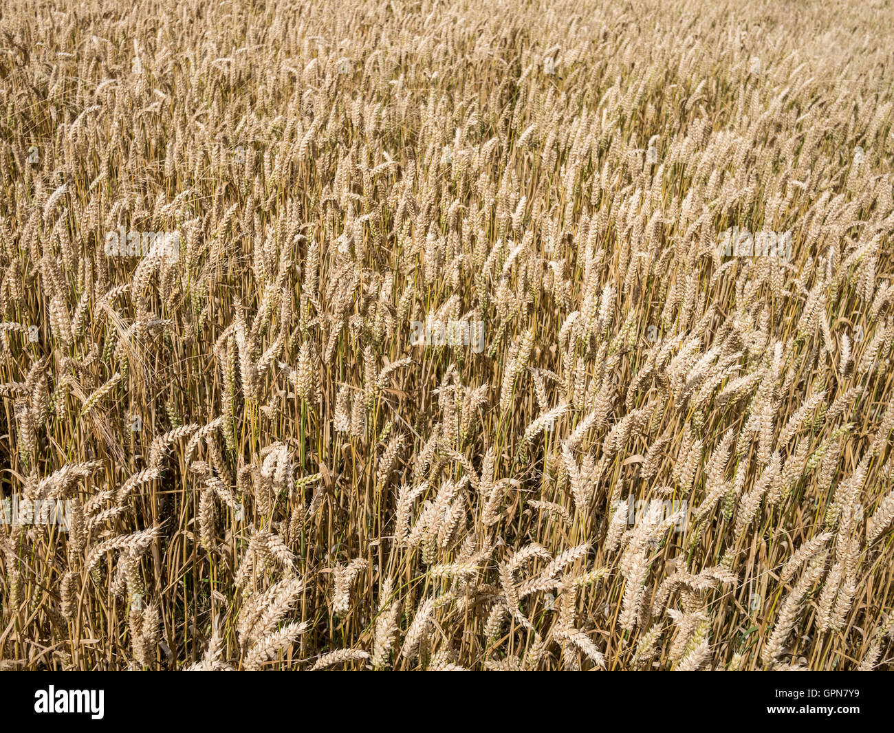 Ripe Wheat Crop on Yorkshire Wolds UK Stock Photo - Alamy