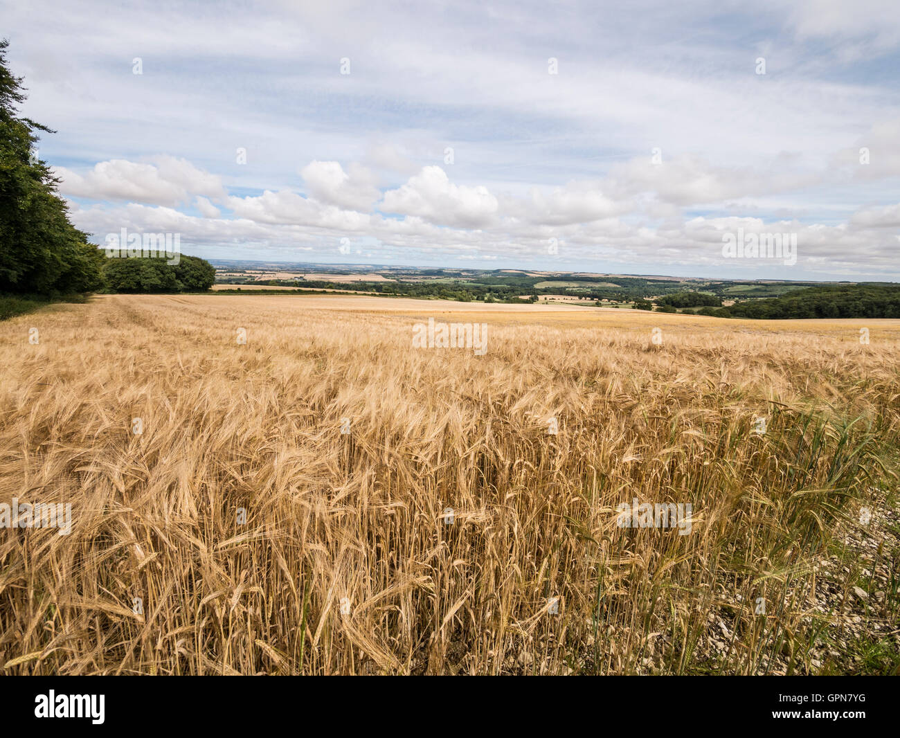 Ripe Barley Cereal Crop on Edge Yorkshire Wolds UK Stock Photo - Alamy