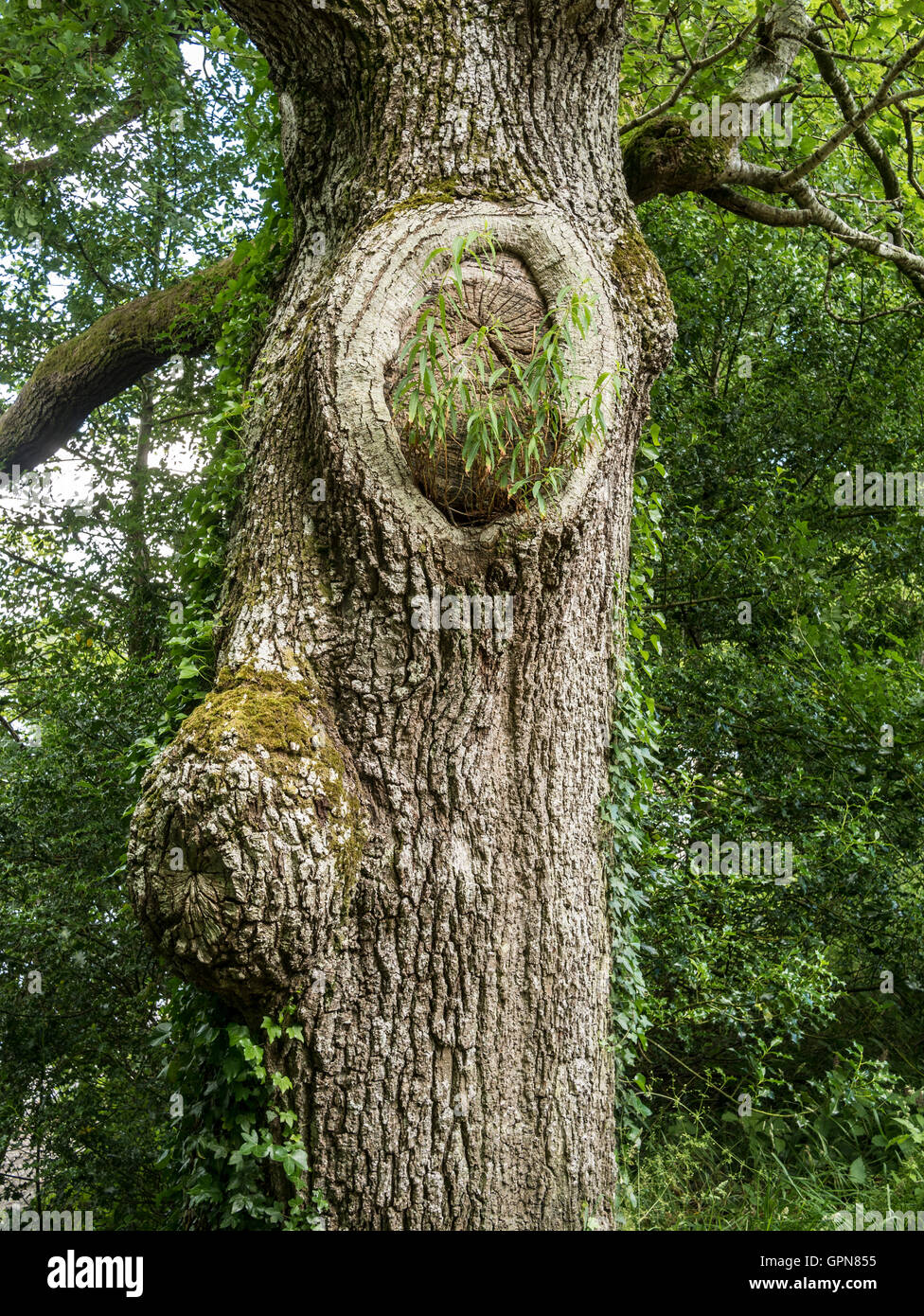 Oak trunk with Willow growing from Branch Scar Stock Photo - Alamy