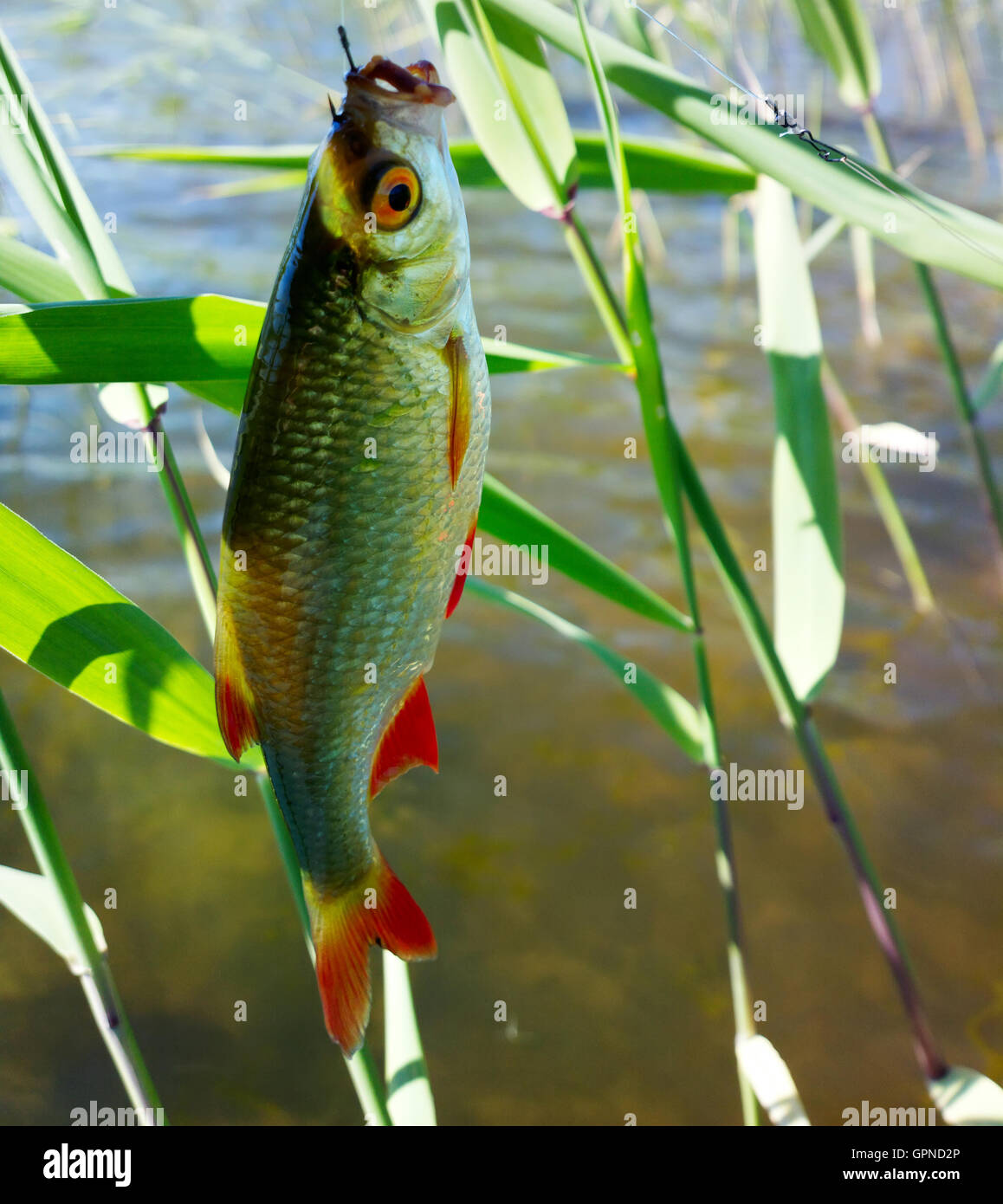 Golden Rudd - fishing on freshwater lakes in reeds Stock Photo - Alamy