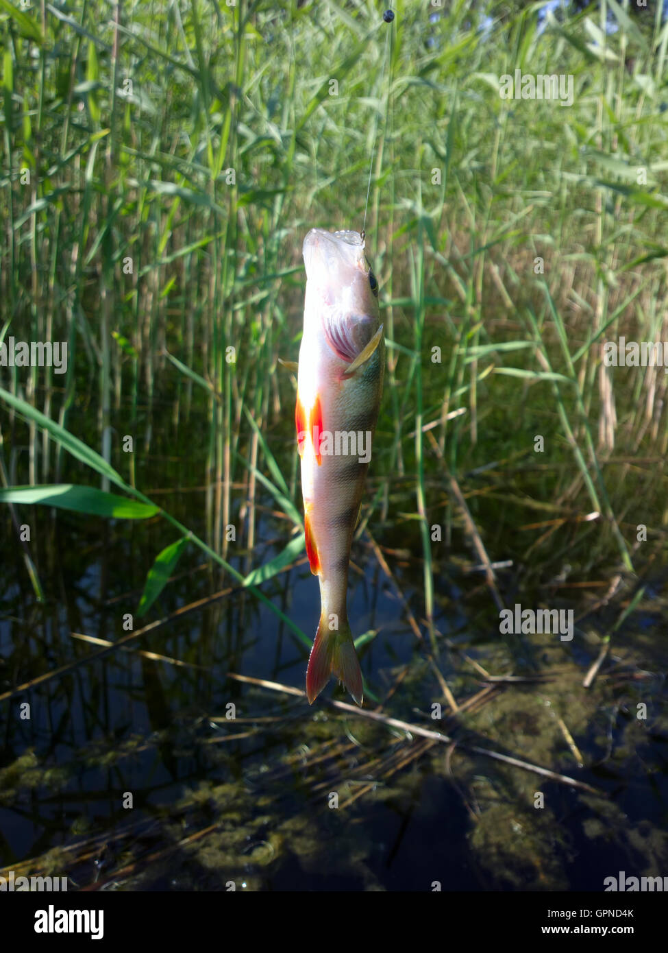 fishing on freshwater lakes in the reeds Stock Photo - Alamy