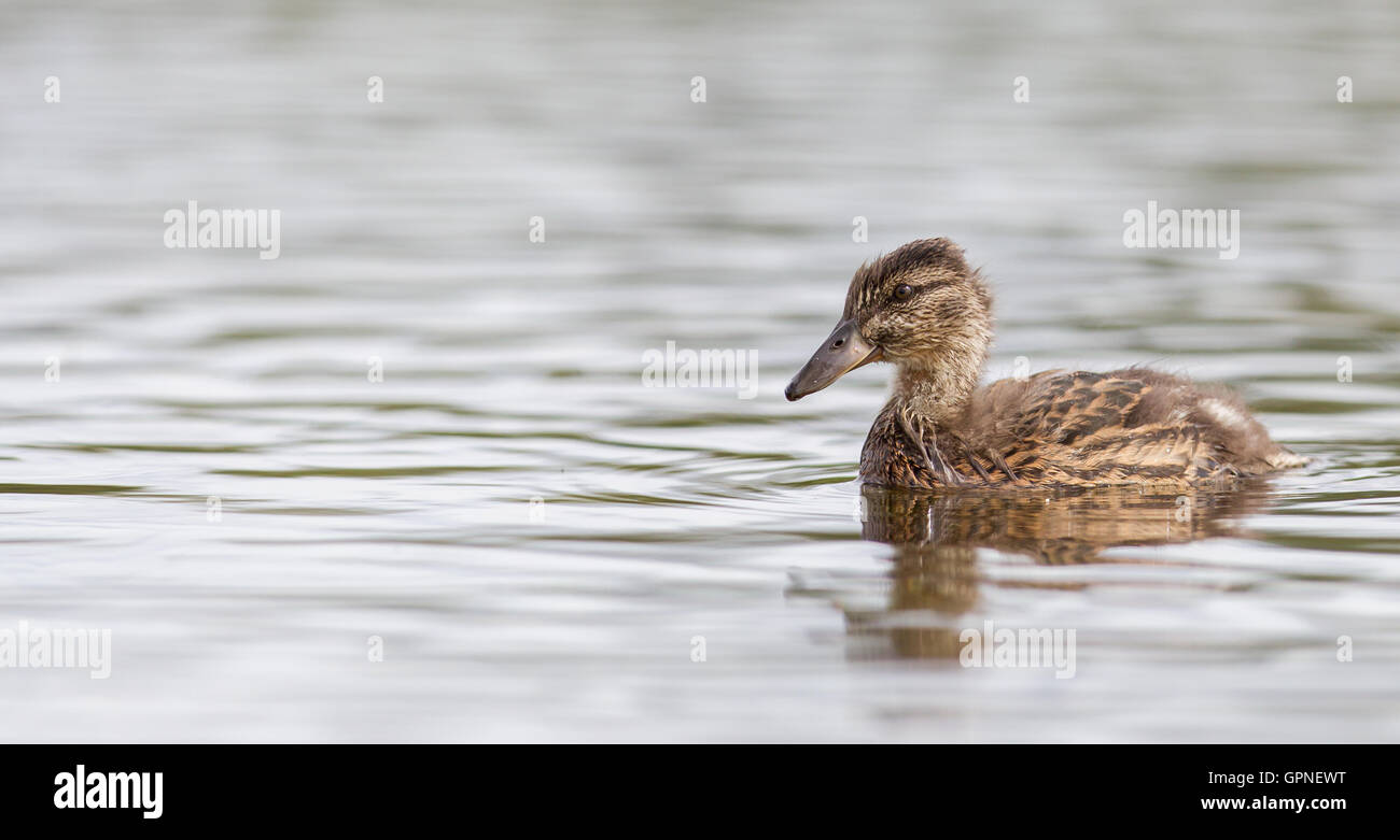 Young mallard duck, juvenile, swimming in a lake Stock Photo - Alamy