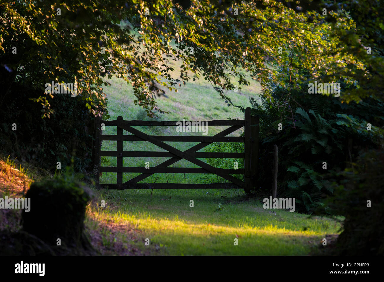 A five bar gate in Devon countryside Stock Photo - Alamy