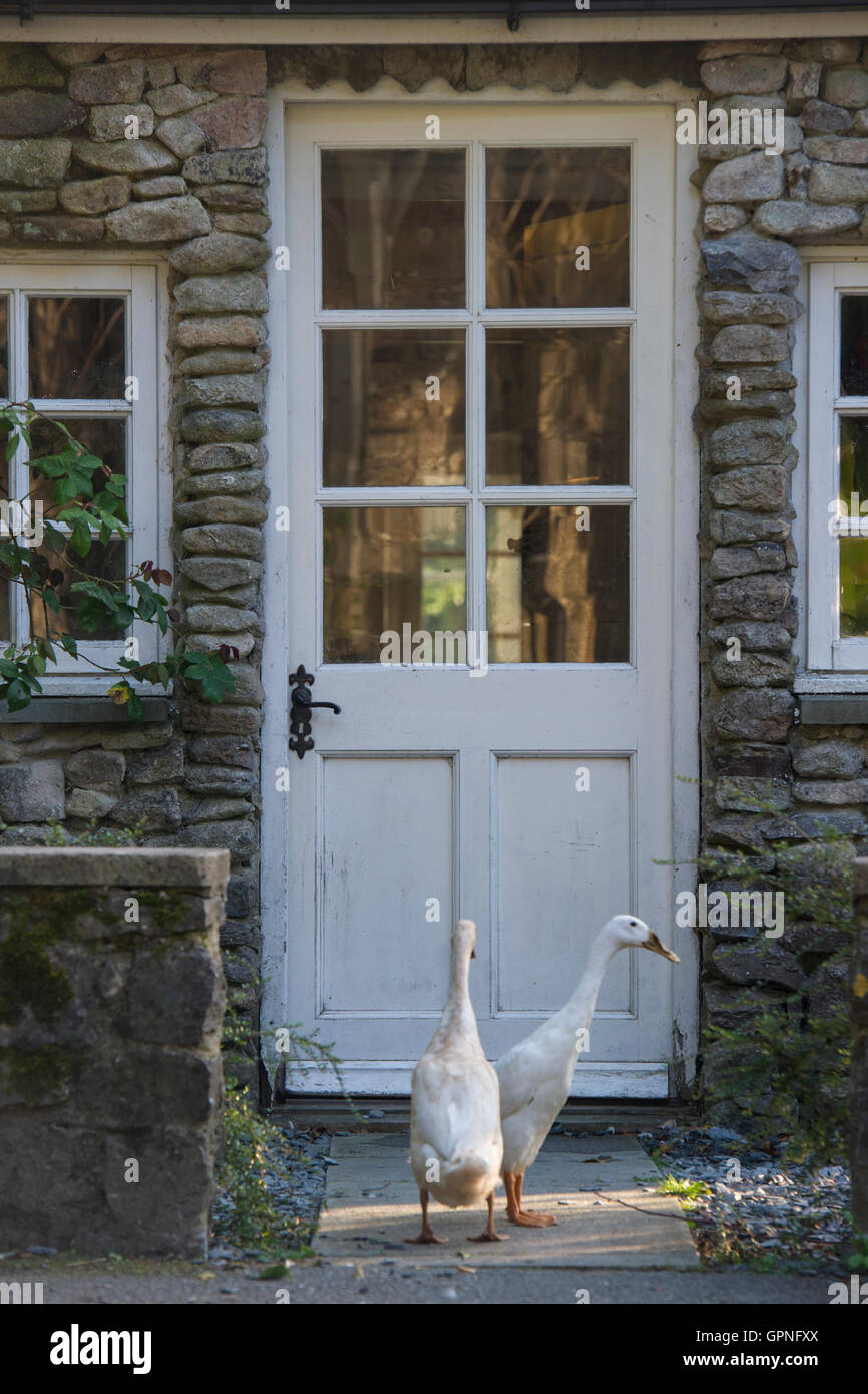 Two running ducks outside a farmhouse door Stock Photo - Alamy