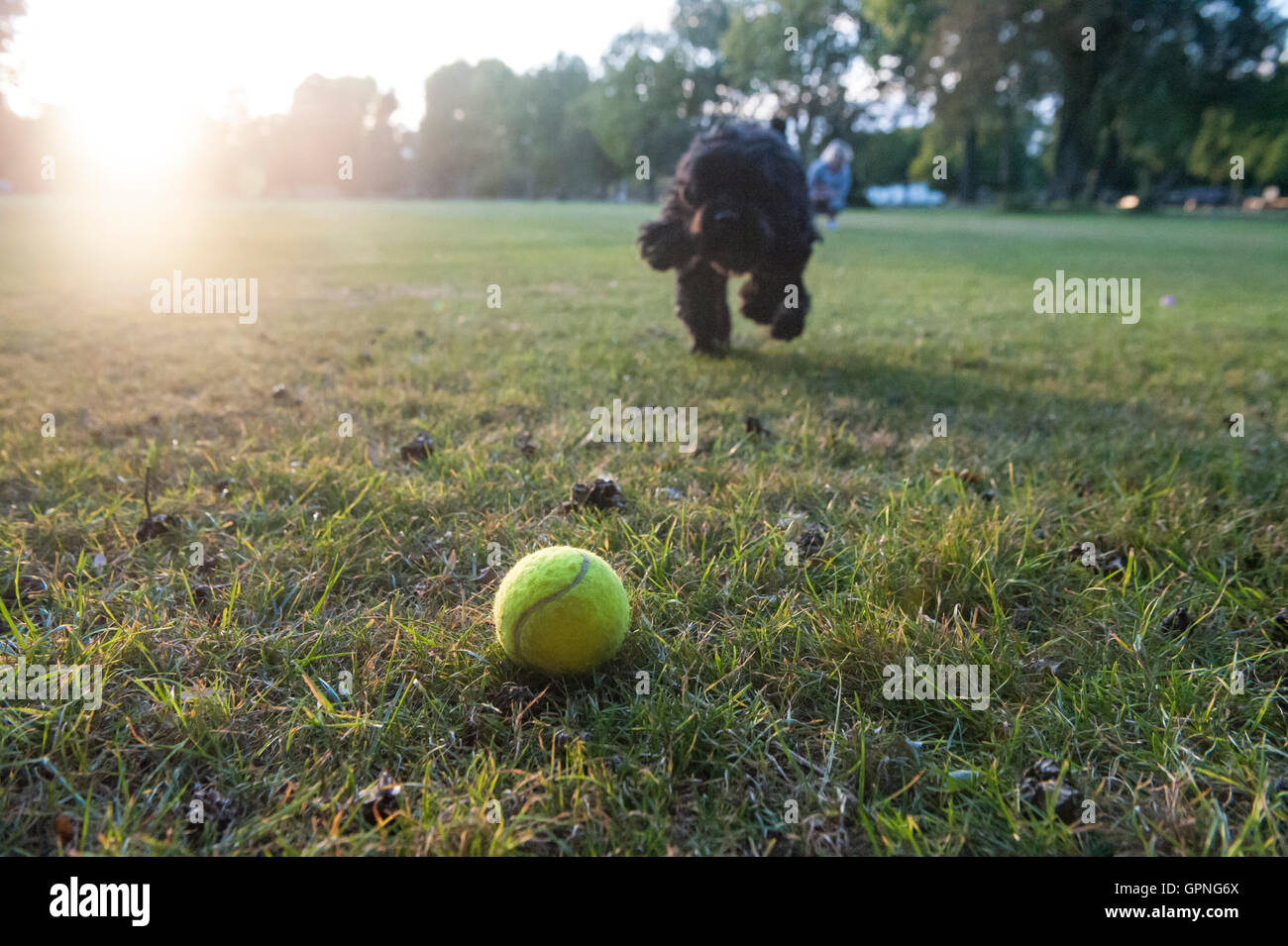 Dog chases ball hi-res stock photography and images - Alamy
