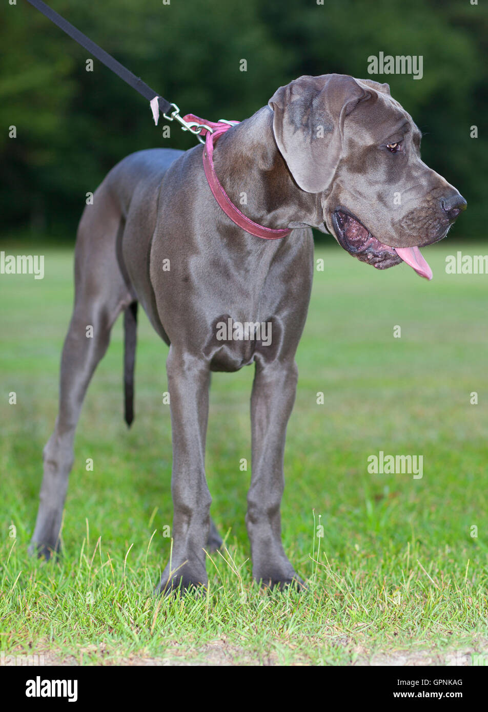 Great Dane Full Grown