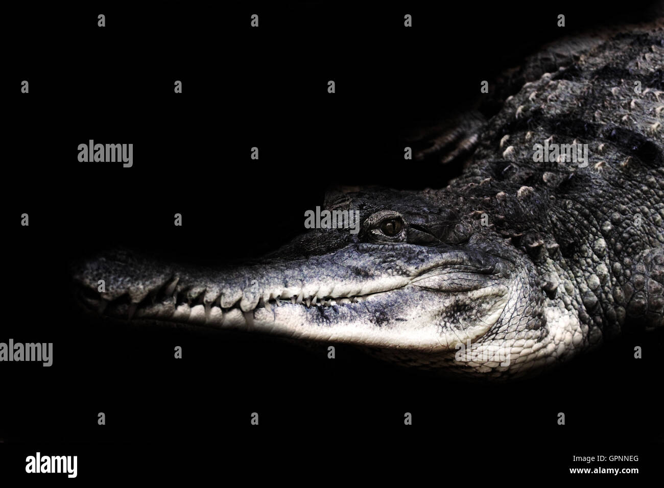 Baby alligator and cute hi-res stock photography and images - Alamy