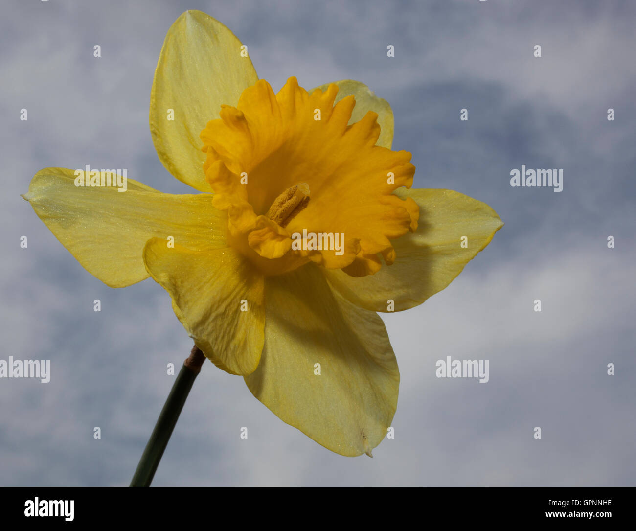 Yellow daffodil flower blooming with sky and clouds as a backdrop Stock ...