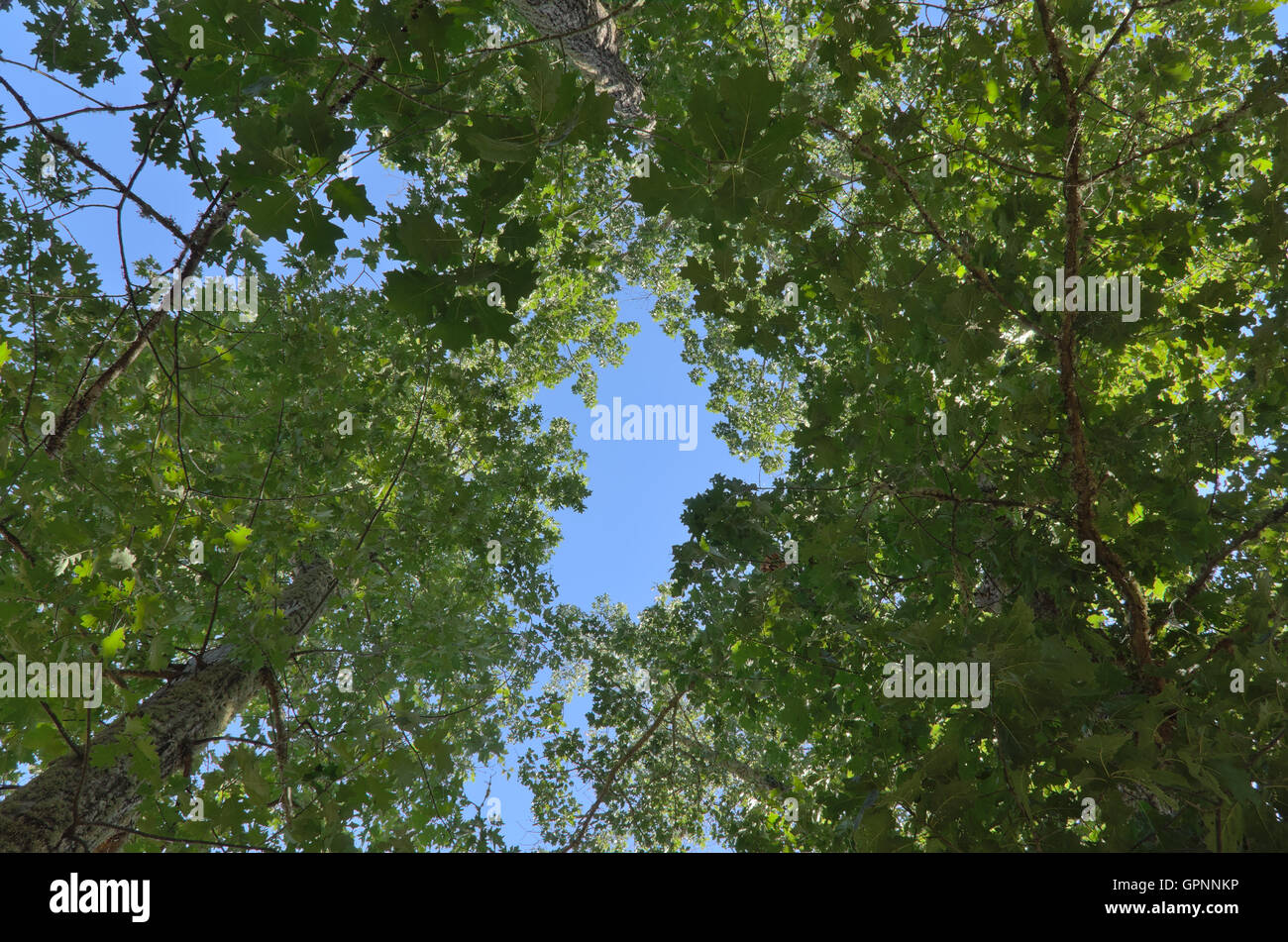 Blue sky through trees hi-res stock photography and images - Alamy