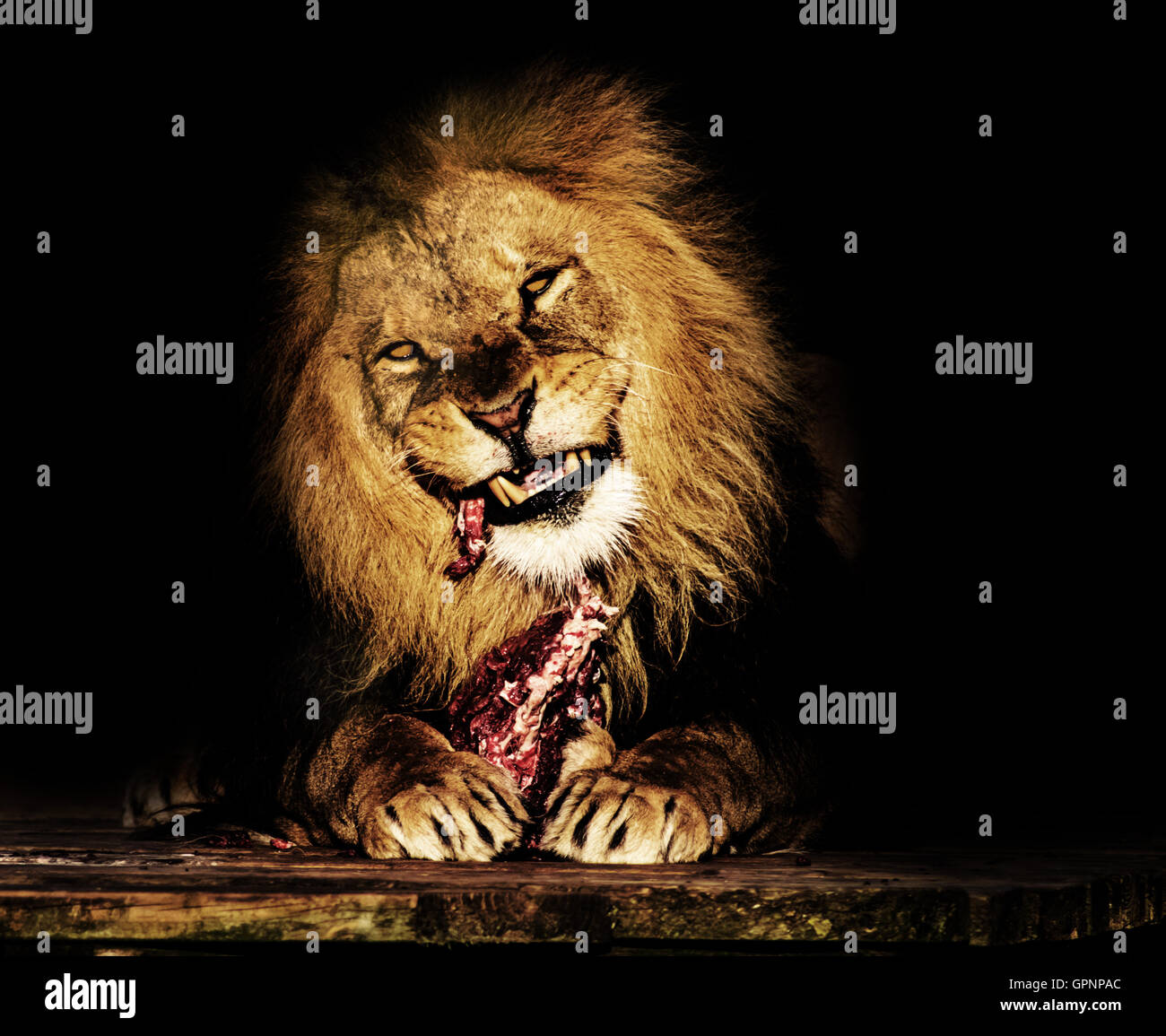 Big cats dinner hi-res stock photography and images - Alamy