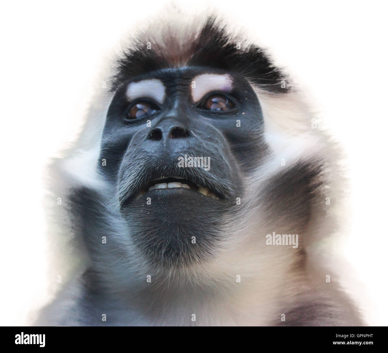 Gorilla smile logo hi-res stock photography and images - Alamy