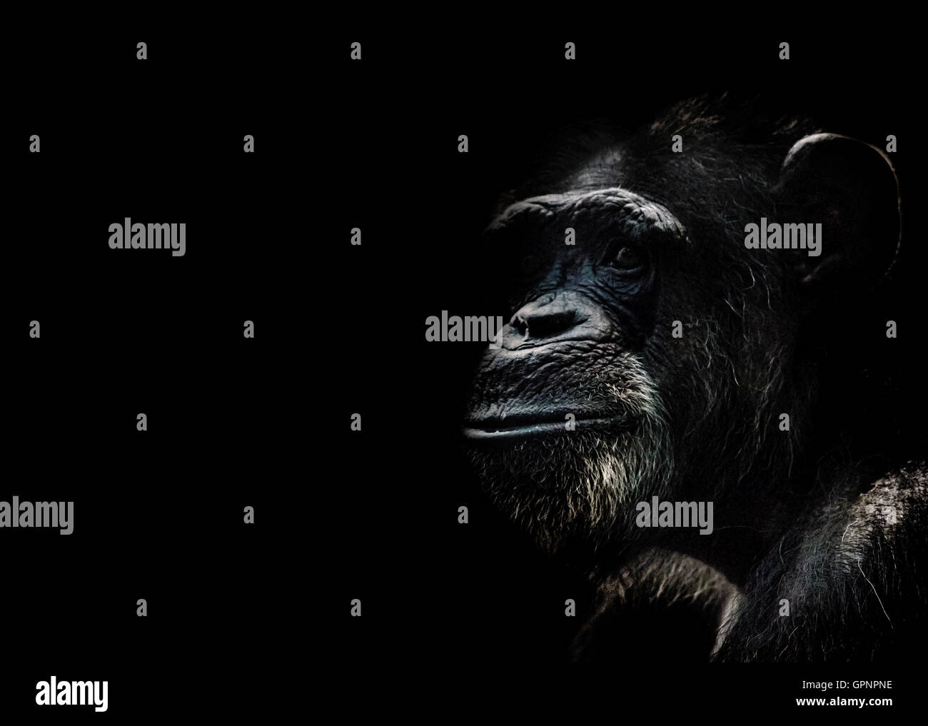 Ape logo hi-res stock photography and images - Alamy
