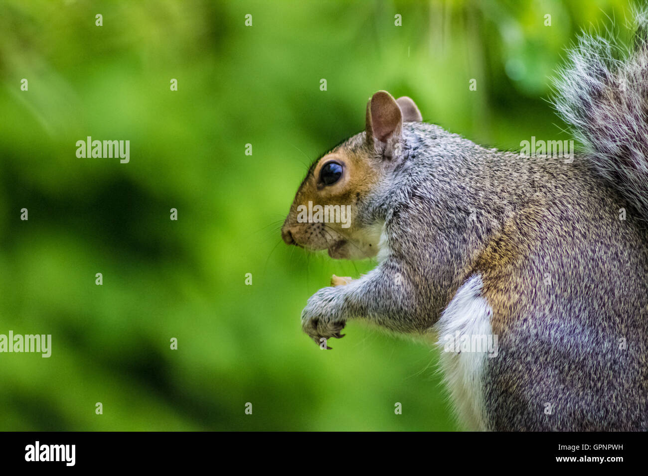 Grey squirrel isolated white hi-res stock photography and images - Alamy
