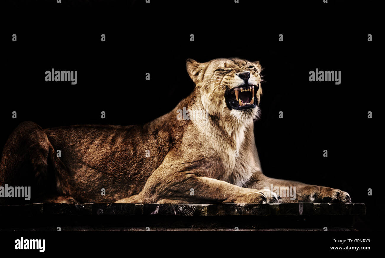 Roar animal hi-res stock photography and images - Alamy