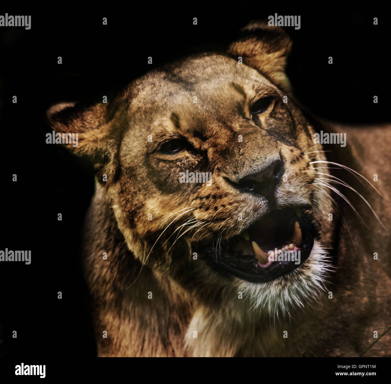 Lion roar isolated hi-res stock photography and images - Alamy