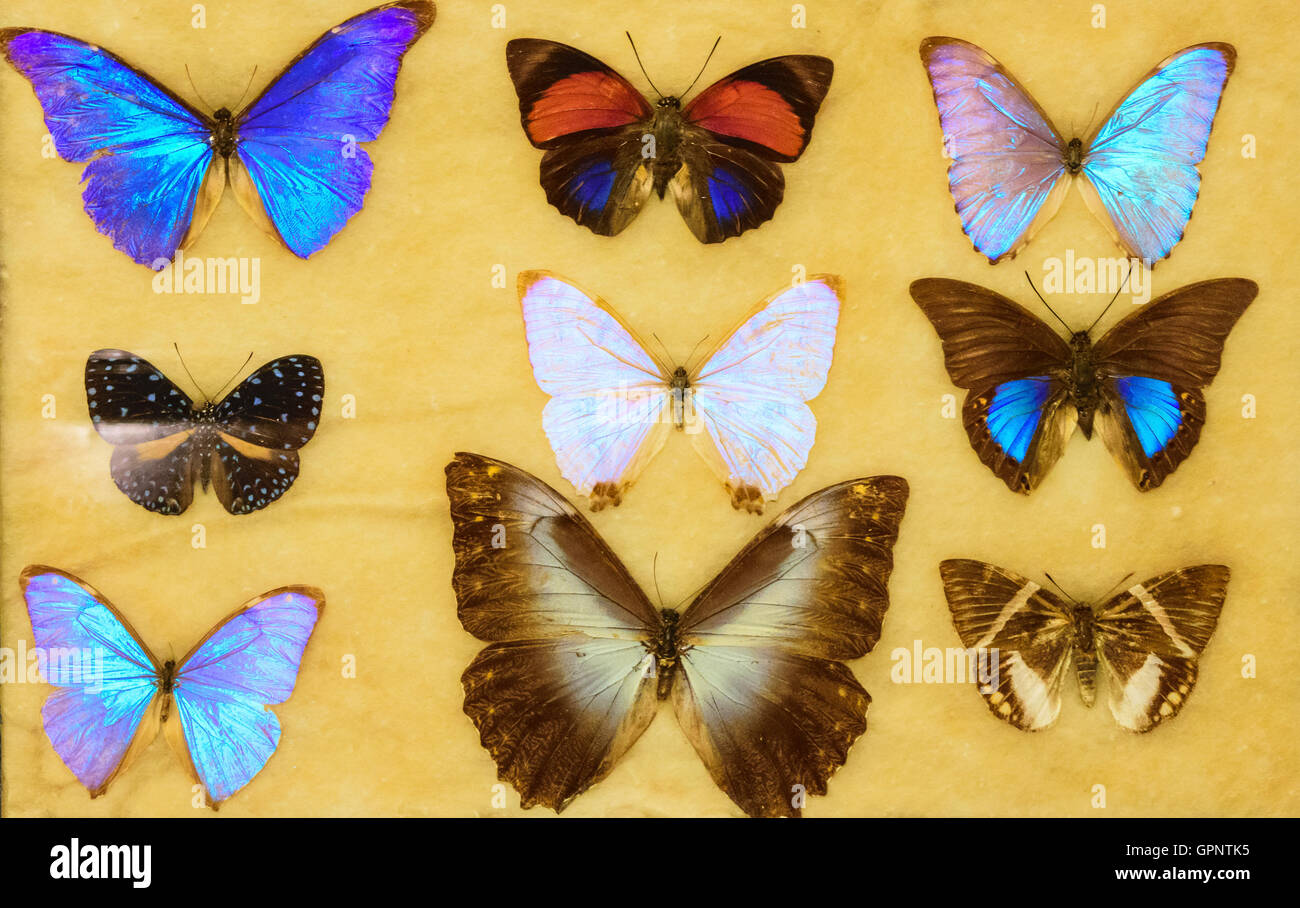 Butterfly collection hi-res stock photography and images - Alamy