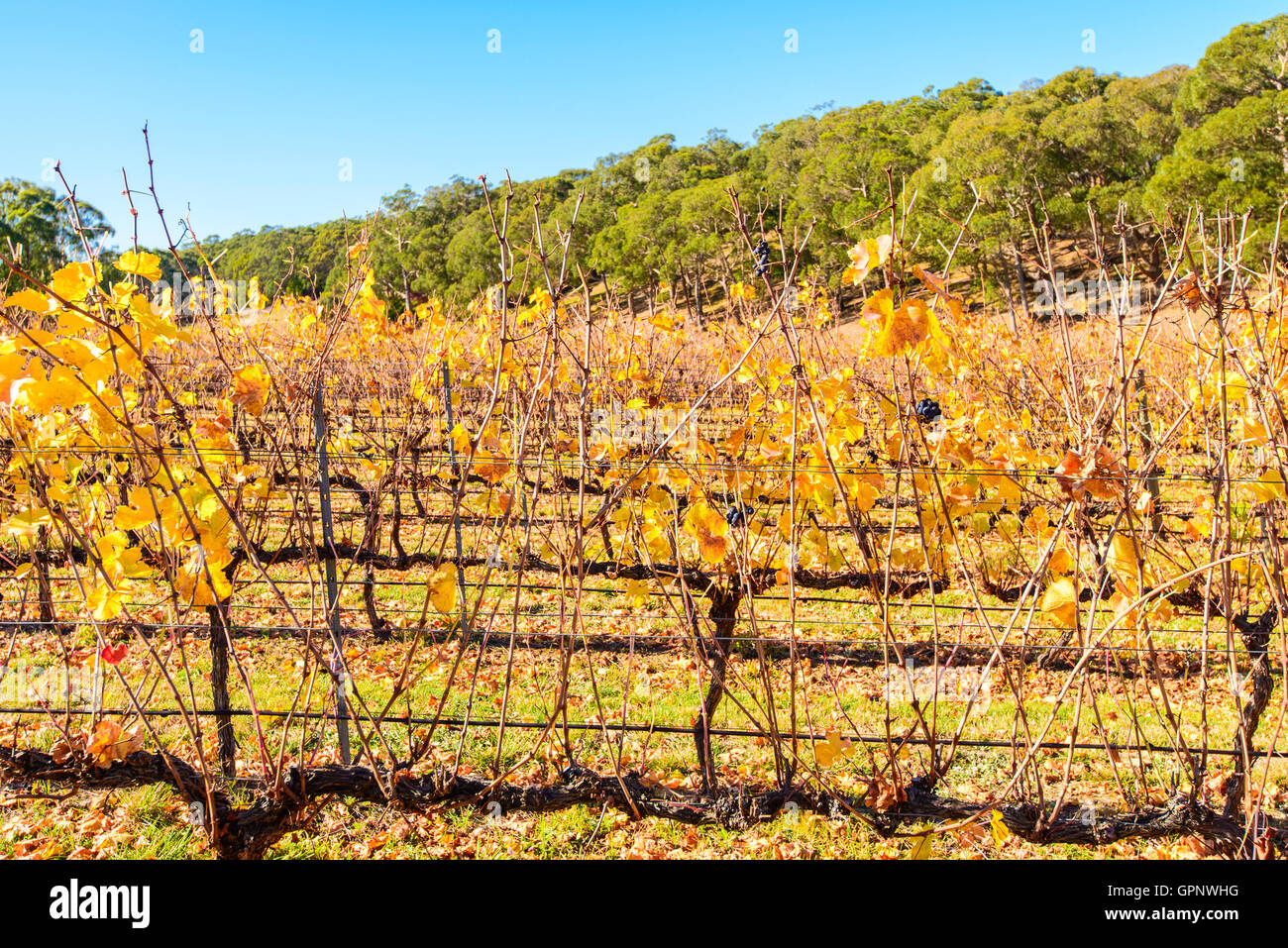 Grape growth hi-res stock photography and images - Alamy