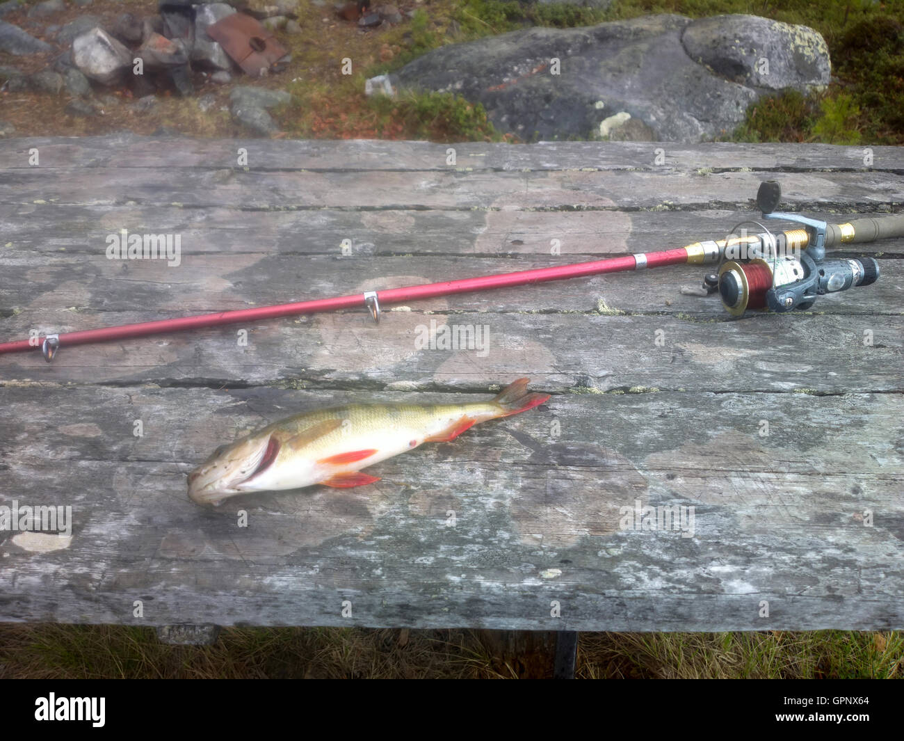 perch fishing in the North in Scandinavia Stock Photo - Alamy