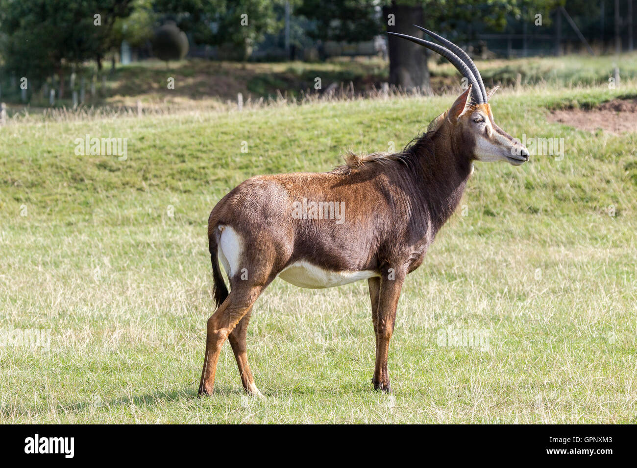 Sable Antelope. Hippotragus niger, Woburn Safari Park Stock Photo - Alamy