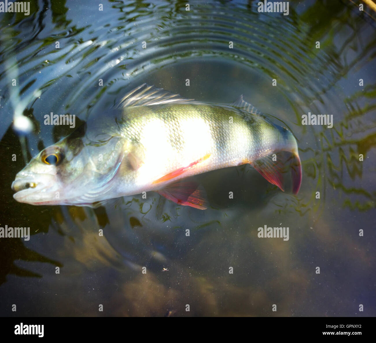 fishing on freshwater lakes in the reeds Stock Photo - Alamy