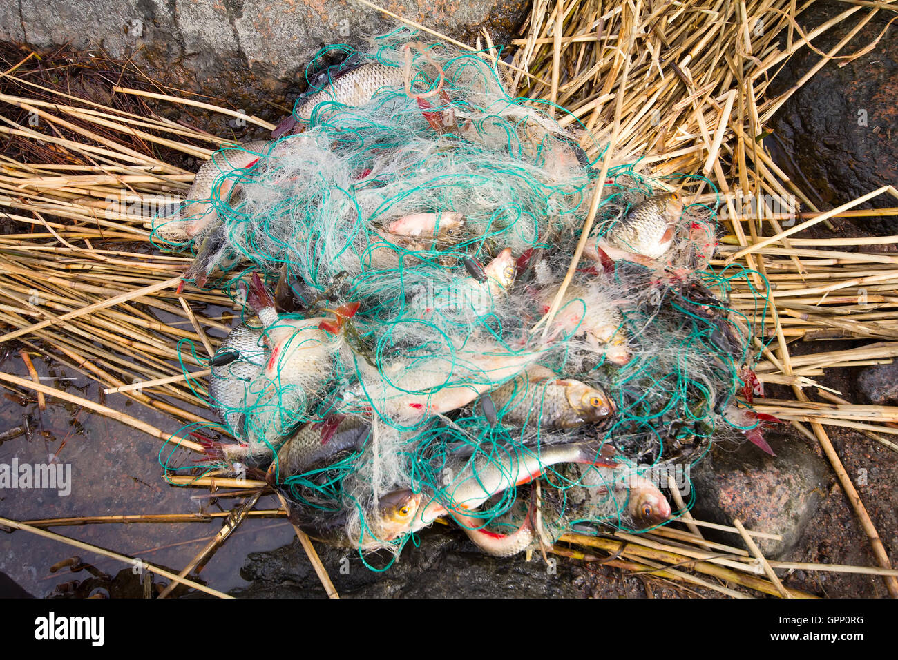 many fish have been caught in the net Stock Photo - Alamy