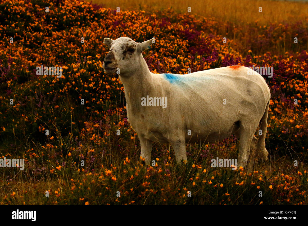 Roaming the wild of Dartmoor these Scottish Blackface sheep are very ...