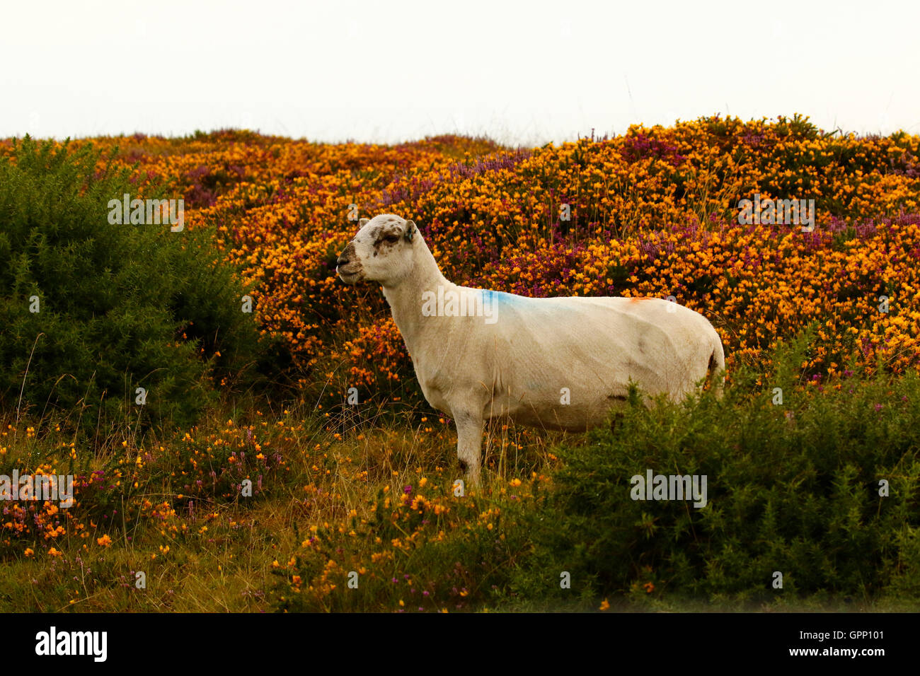 Roaming the wild of Dartmoor these Scottish Blackface sheep are very ...