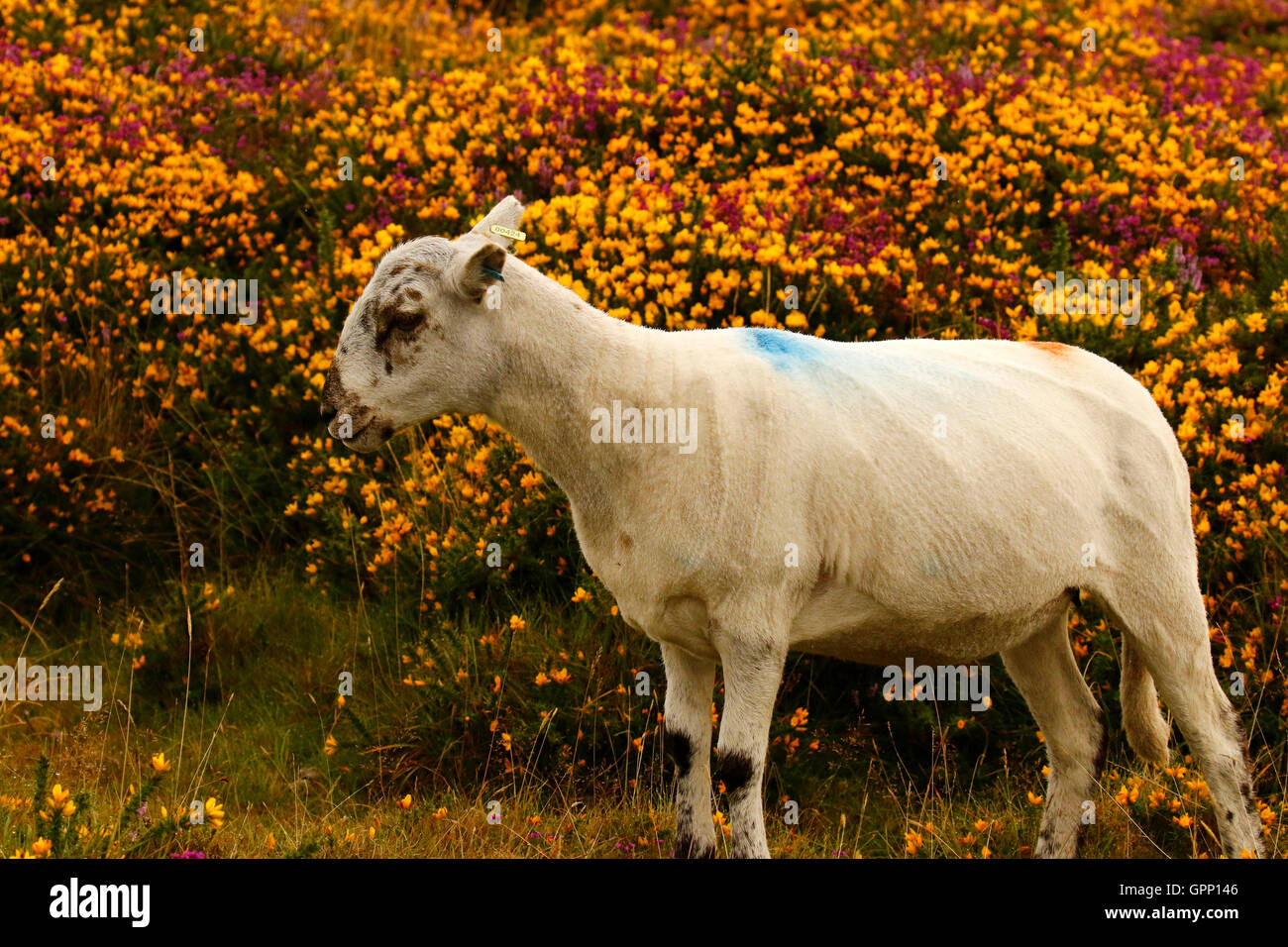 Roaming the wild of Dartmoor these Scottish Blackface sheep are very ...
