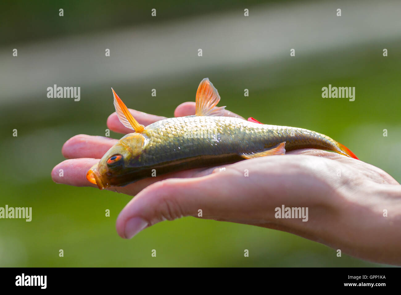 fish caught on rod in summer closeup Stock Photo - Alamy
