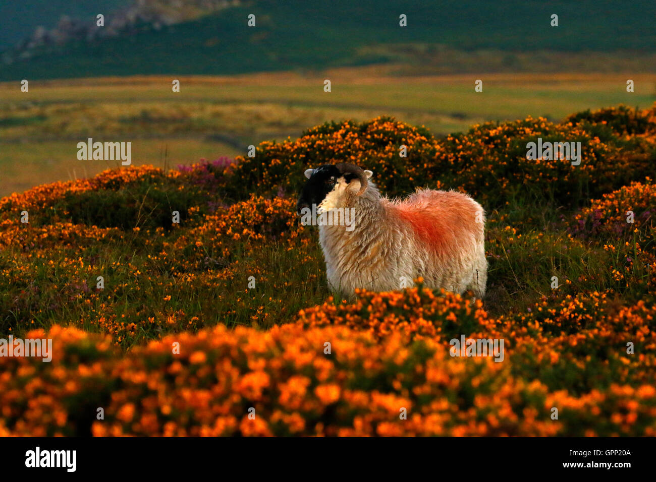 Roaming the wild of Dartmoor these Scottish Blackface sheep are very ...