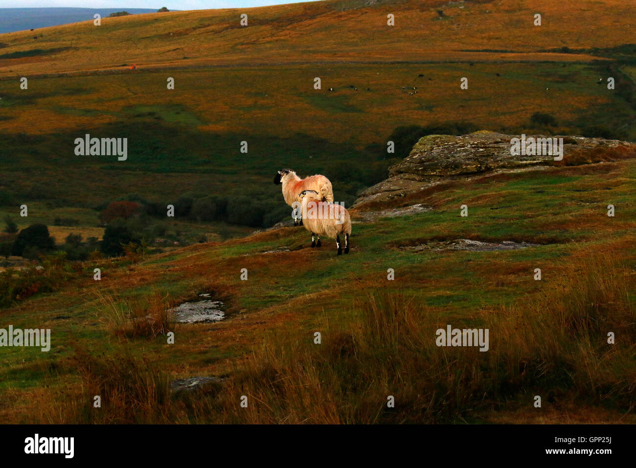 Roaming the wild of Dartmoor these Scottish Blackface sheep are very ...