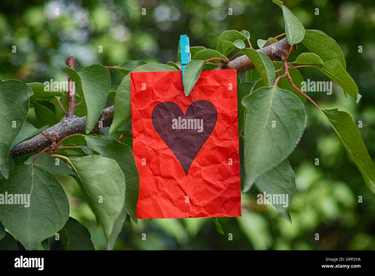 Red paper note with heart shape hanging on a tree. Love concept. Close ...