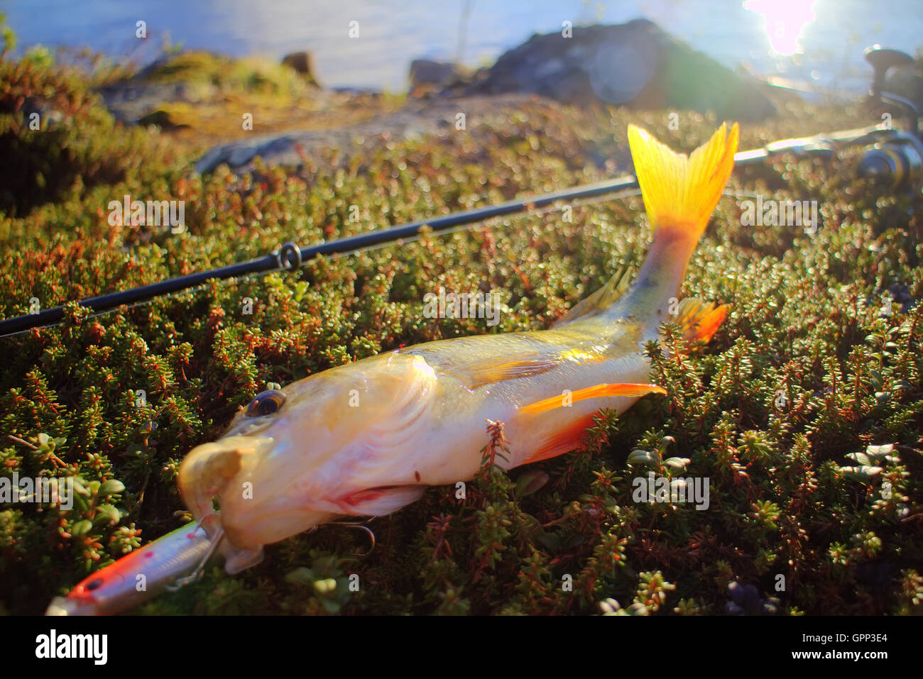 perch fishing in the North in Scandinavia Stock Photo - Alamy