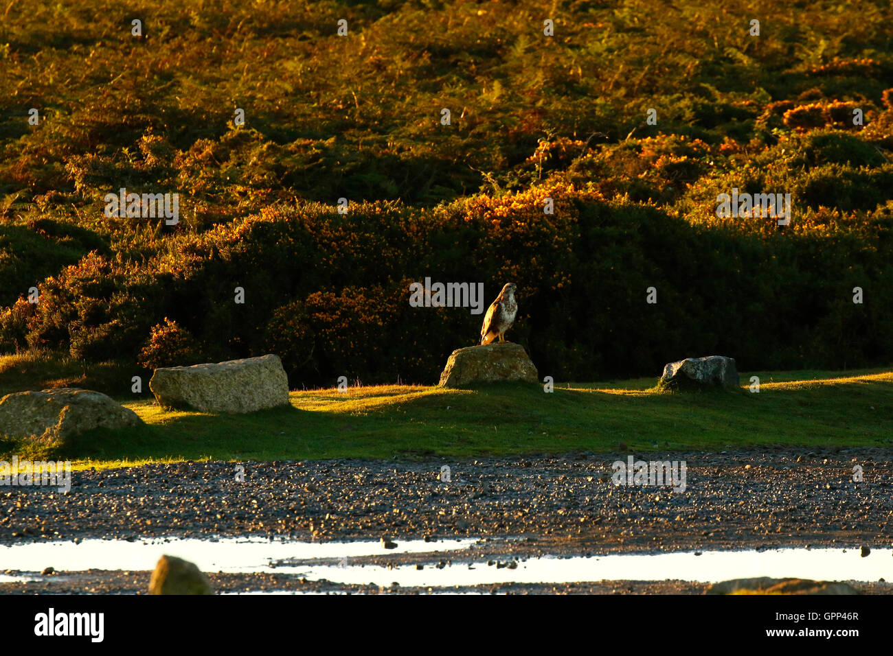 Rare seen insects hi-res stock photography and images - Alamy