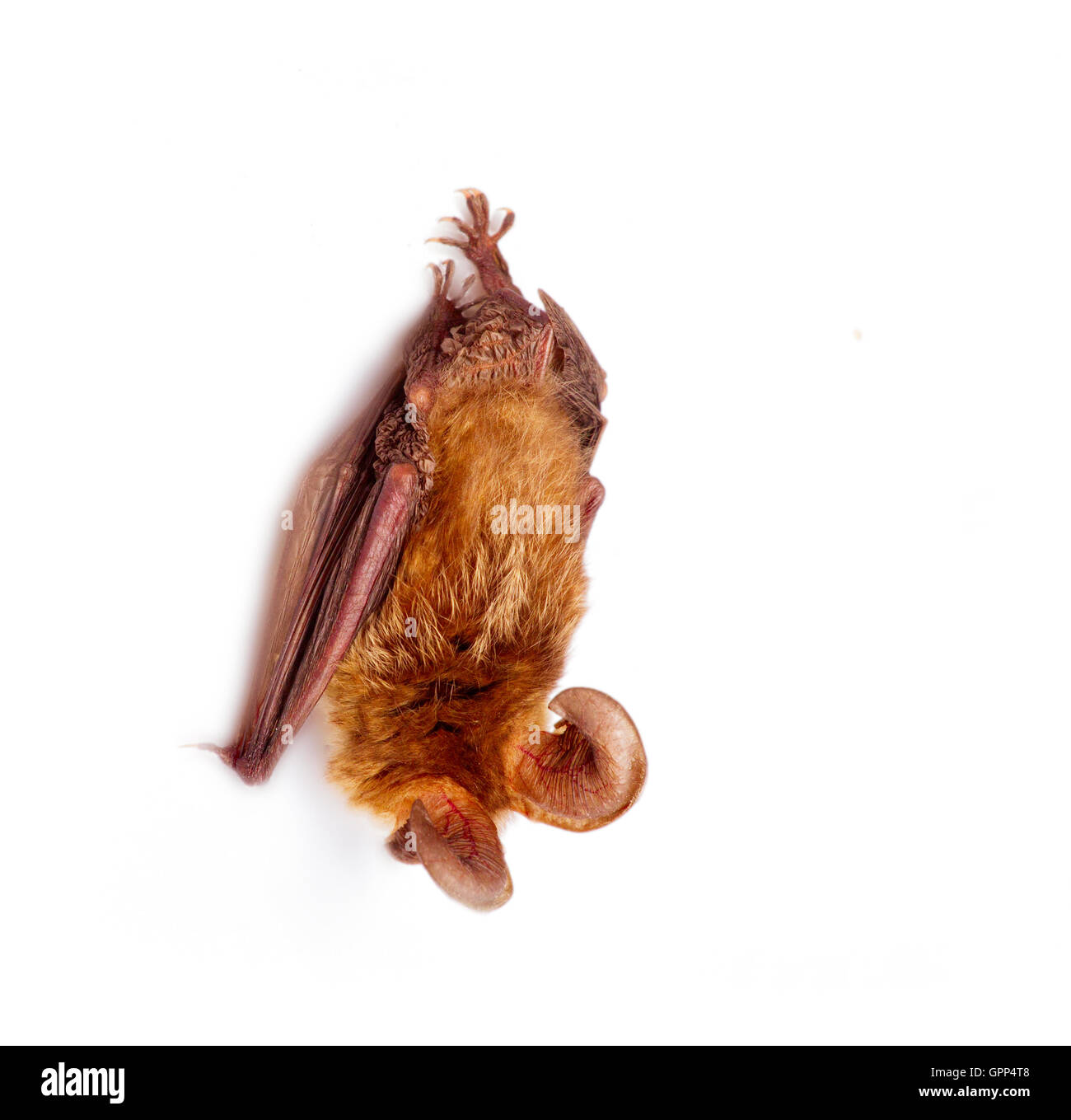 bat close up on a white background Stock Photo - Alamy