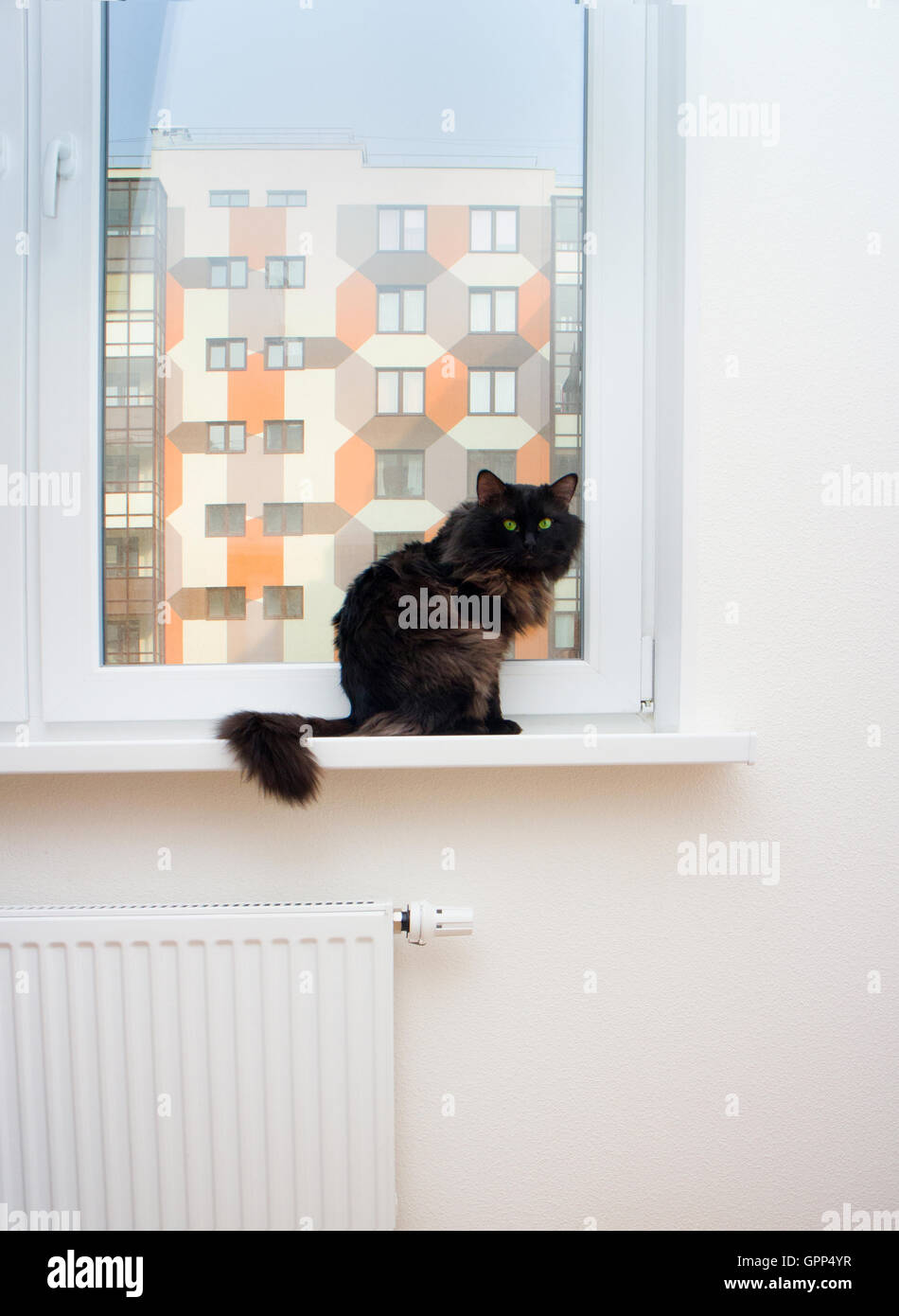 cat in a new house first undeveloped Stock Photo - Alamy