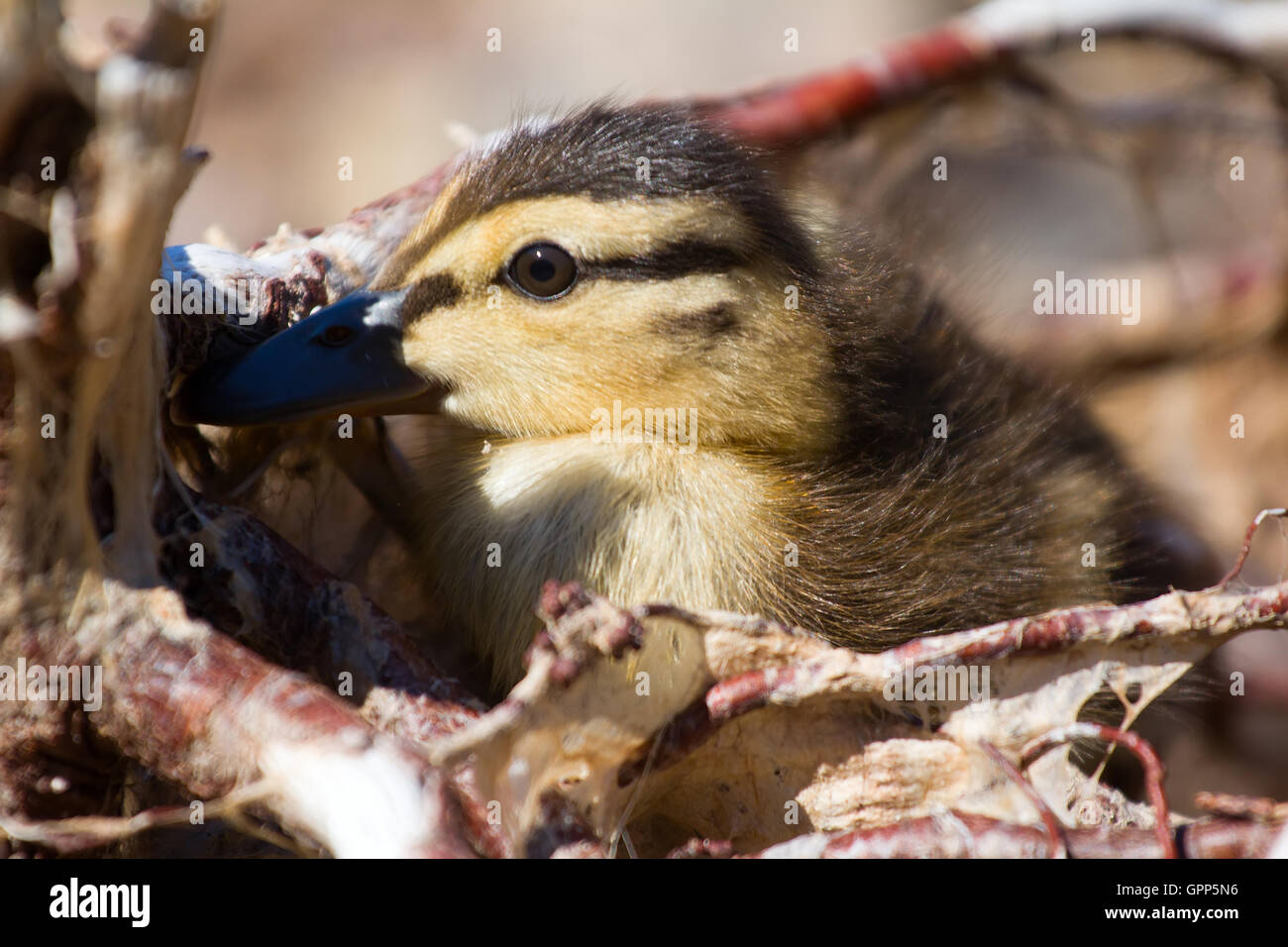 Wild duckling of Mallard hiding among the roots of trees Stock Photo ...