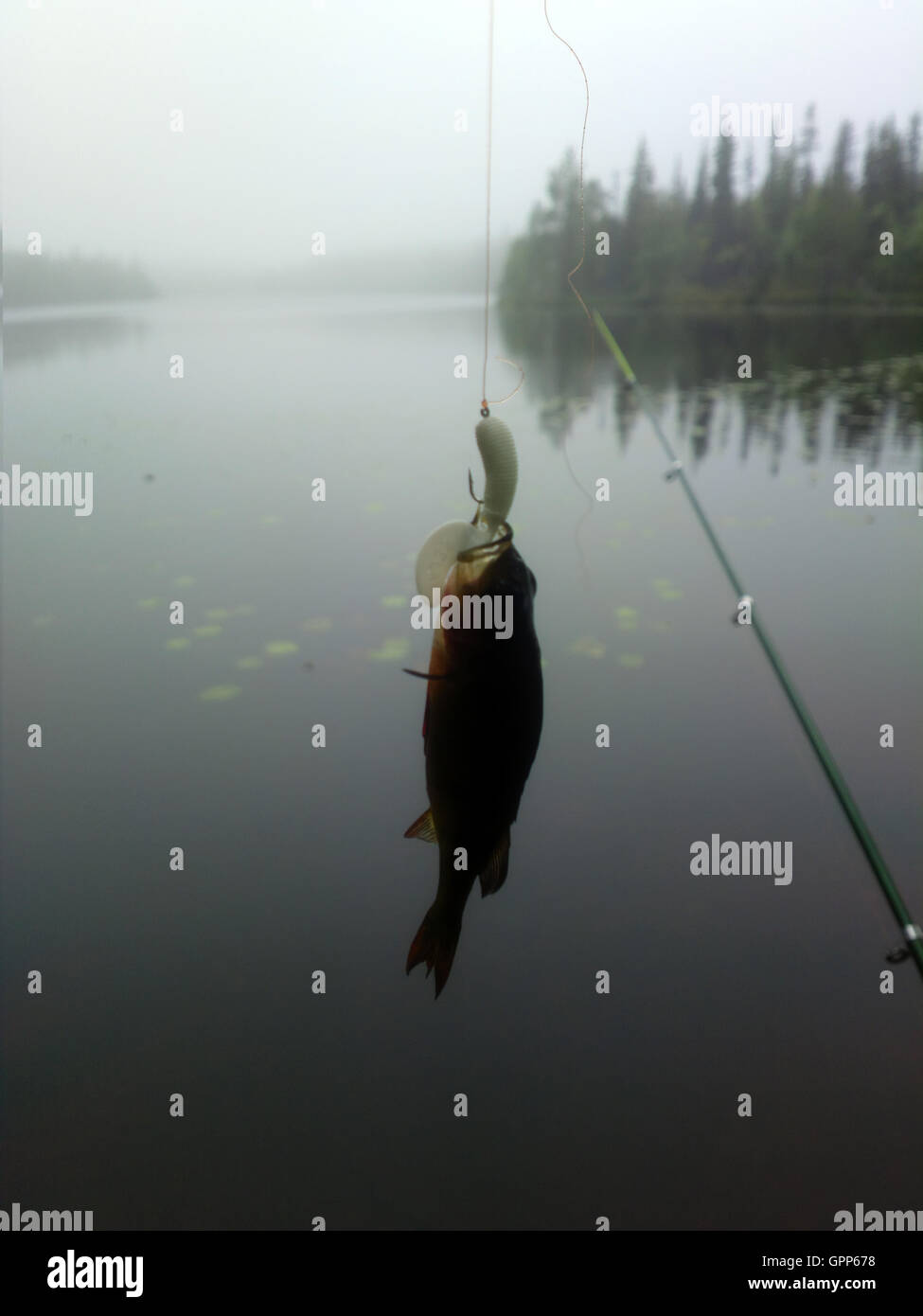 perch fishing in the North in Scandinavia Stock Photo - Alamy