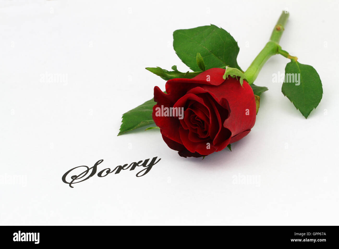Word sorry written on white piece of paper with a red rose Stock Photo ...