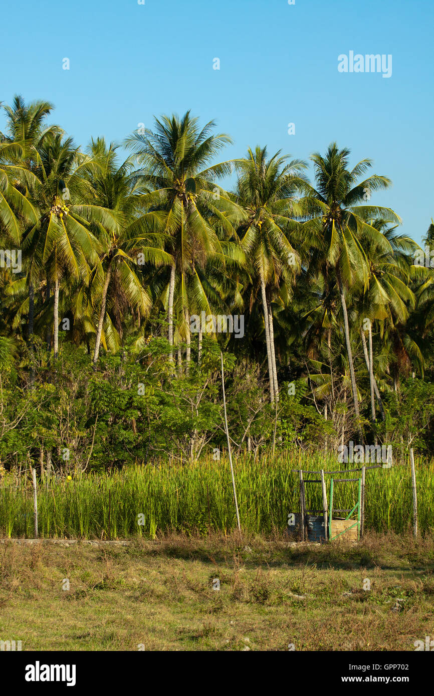 Dry Landscape one of tropical island, Flores Indonesia Stock Photo - Alamy