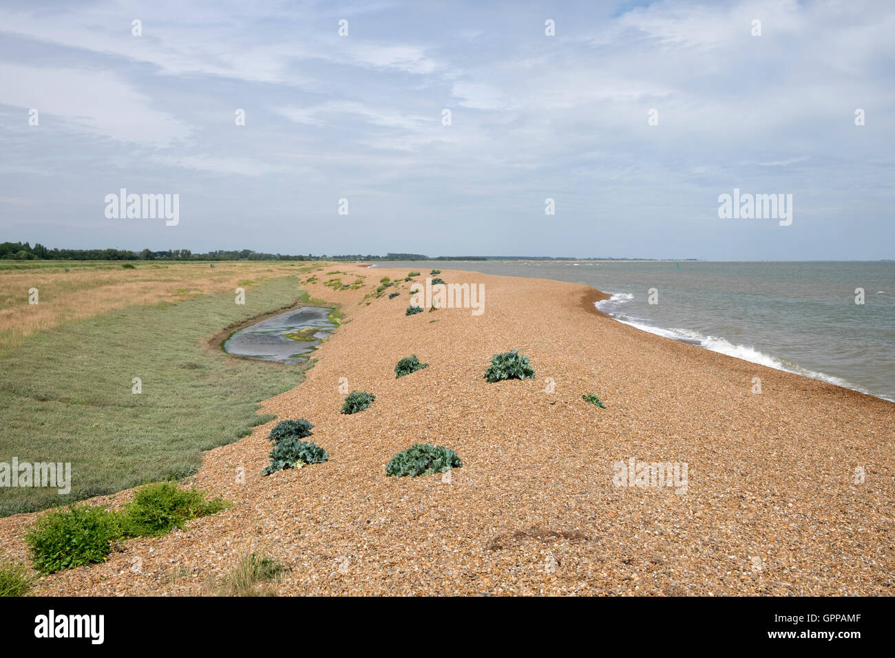 Beach, Shingle Street, Suffolk, UK Stock Photo - Alamy