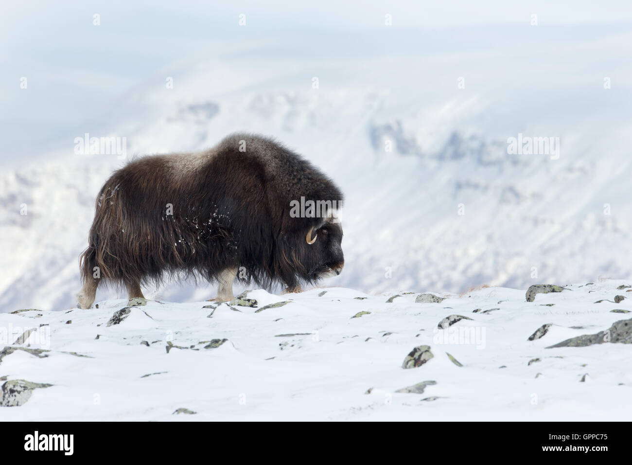 Musk Ox in Winter Stock Photo - Alamy