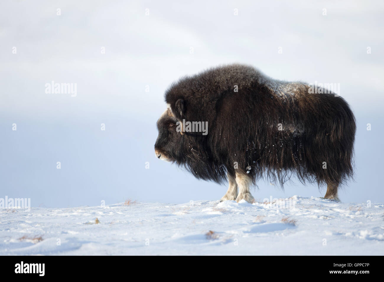 Musk Ox in Winter, Norway Stock Photo - Alamy