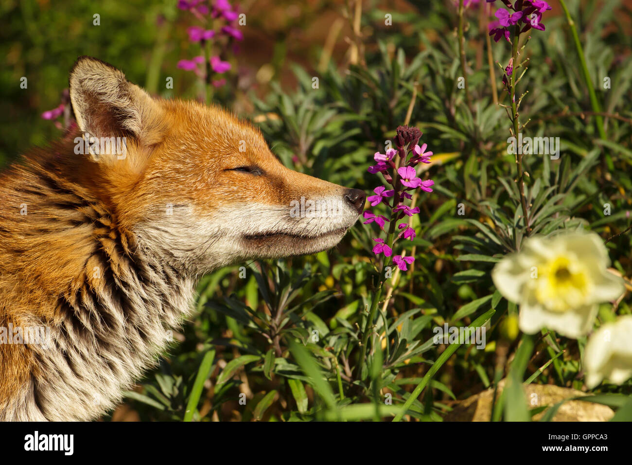 Red fox smelling a flower Stock Photo - Alamy