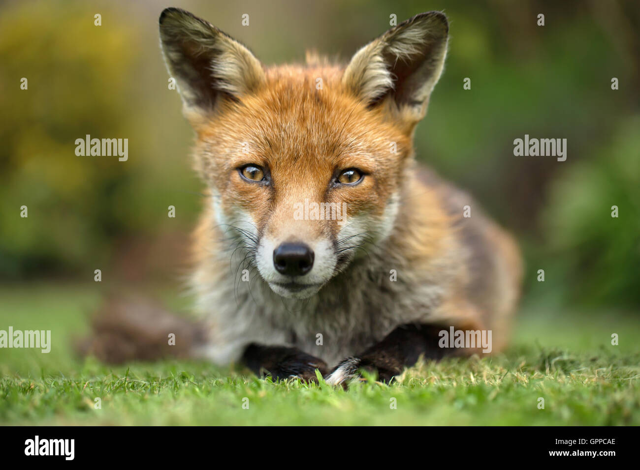 Red fox eye contact Stock Photo - Alamy