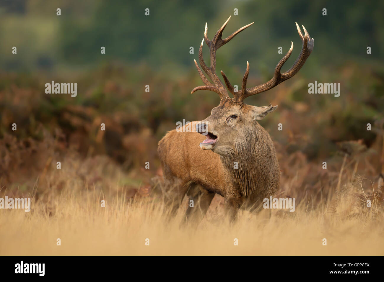 Red deer stag roaring Stock Photo - Alamy
