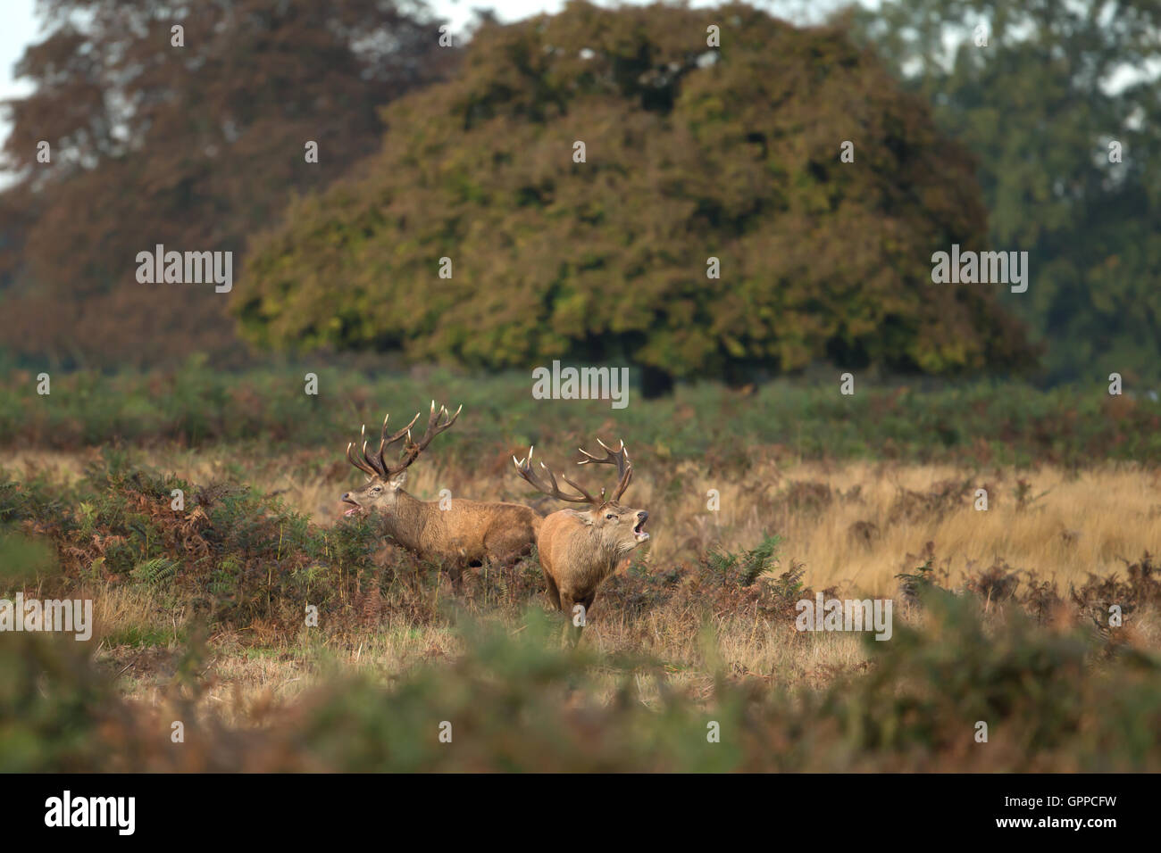 Roaring during the rut hi-res stock photography and images - Alamy