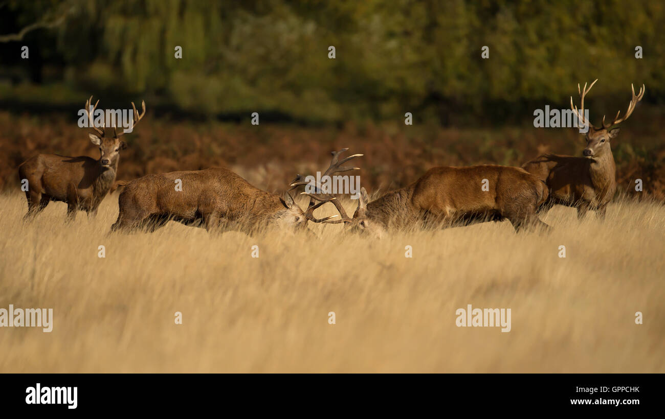 Red deer fighting during the rut Stock Photo - Alamy